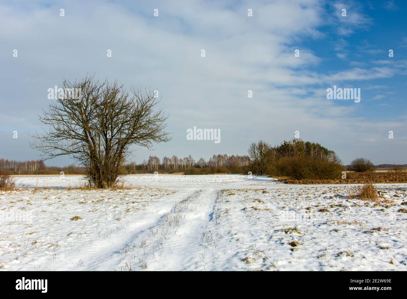 A tree without leaves and a field road covered with snow, sunny winter ...