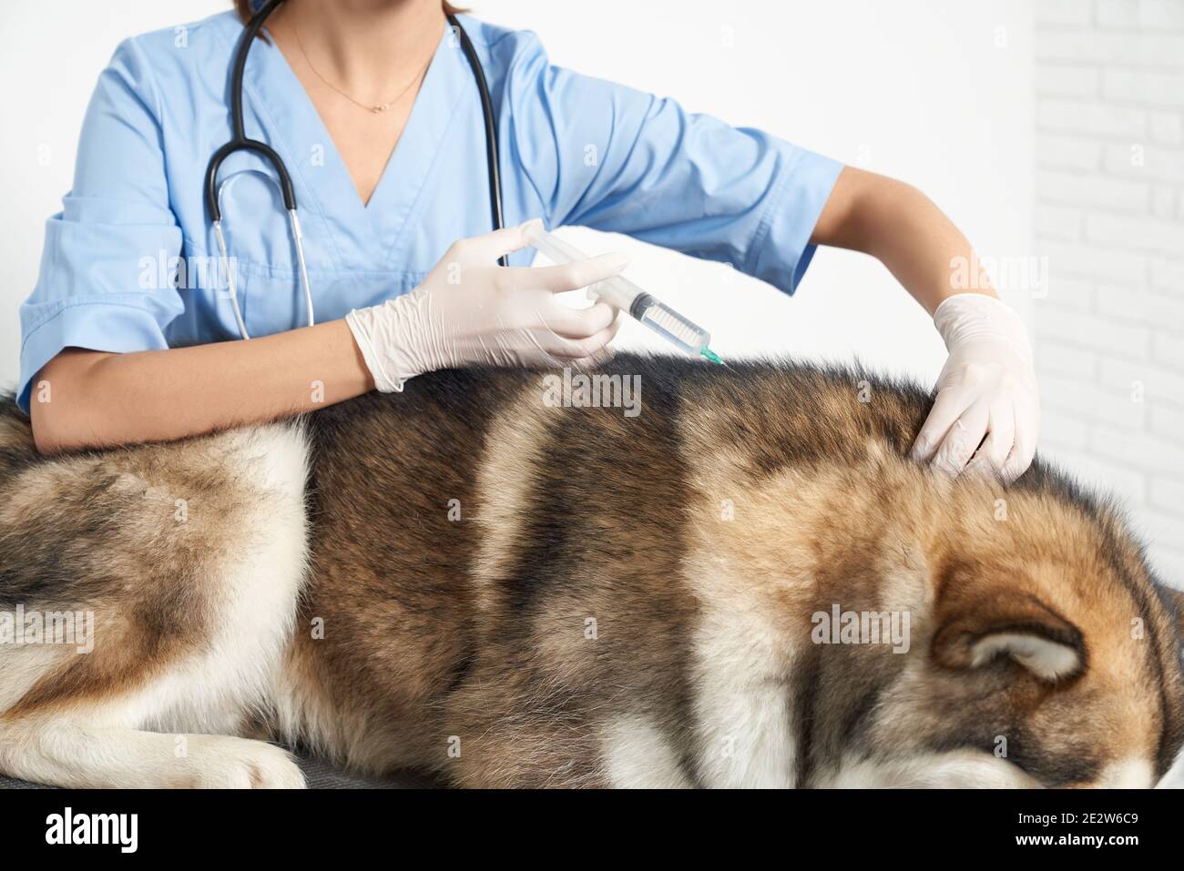 Veterinarian in blue suit vaccinating husky dog on white background ...