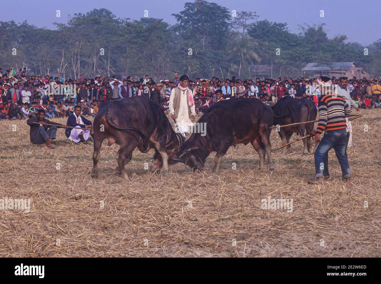 Morigaon, Assam, India. 15th Jan, 2021. The tradition of “Magh Bihu ...