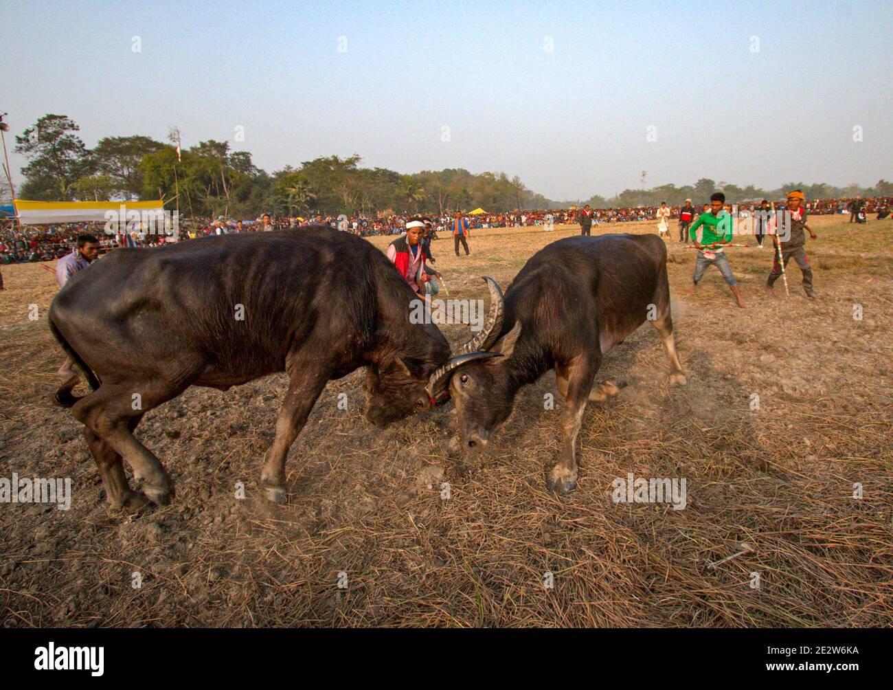 Morigaon, Assam, India. 15th Jan, 2021. The tradition of “Magh Bihu ...
