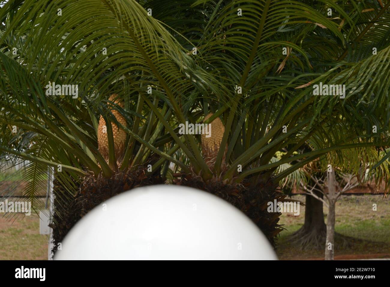 Brazil native plant hi-res stock photography and images - Alamy