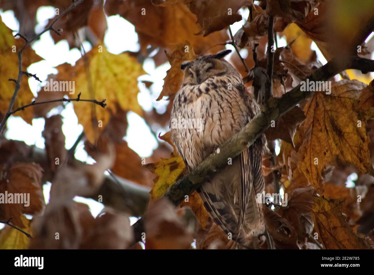 Hoot owl hi-res stock photography and images - Alamy