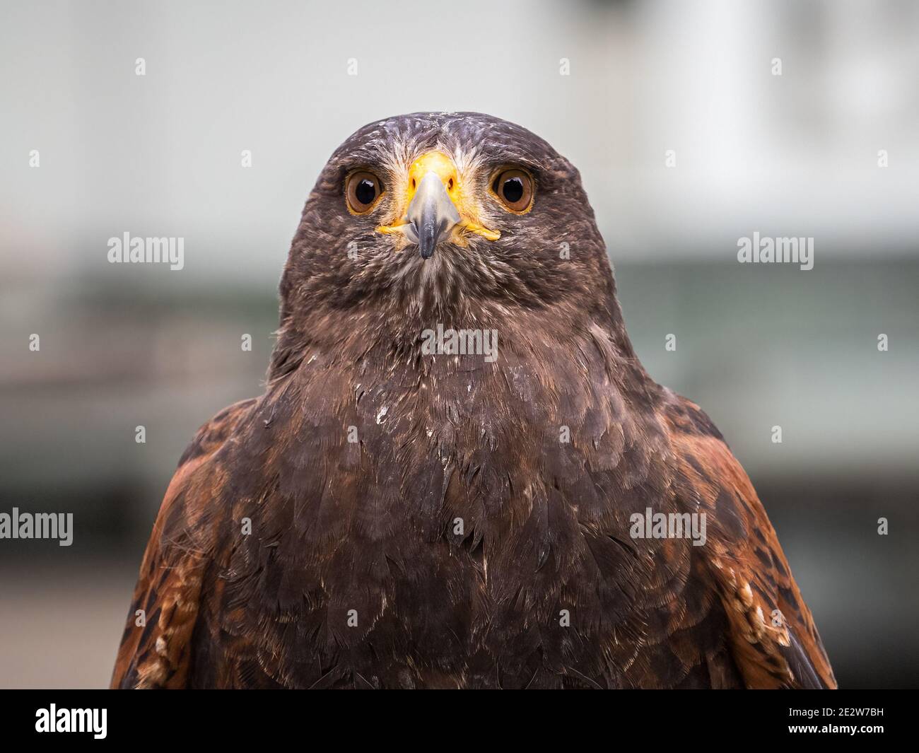 London, UK - January 15, 2021: A Harris's hawk (Parabuteo unicinctus ...