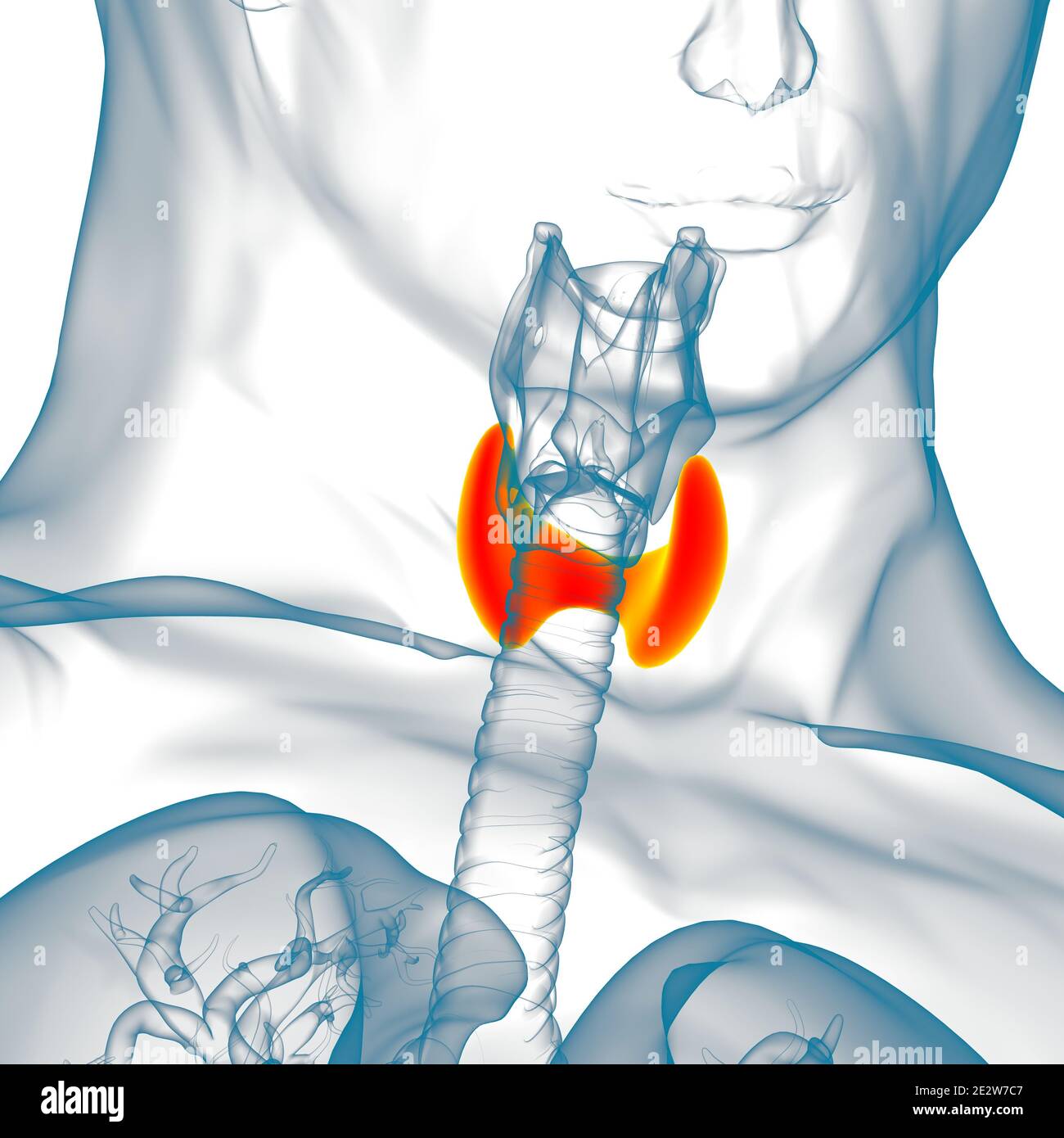 Thyroid Gland Anatomy For Medical Concept 3D Illustration Stock Photo ...