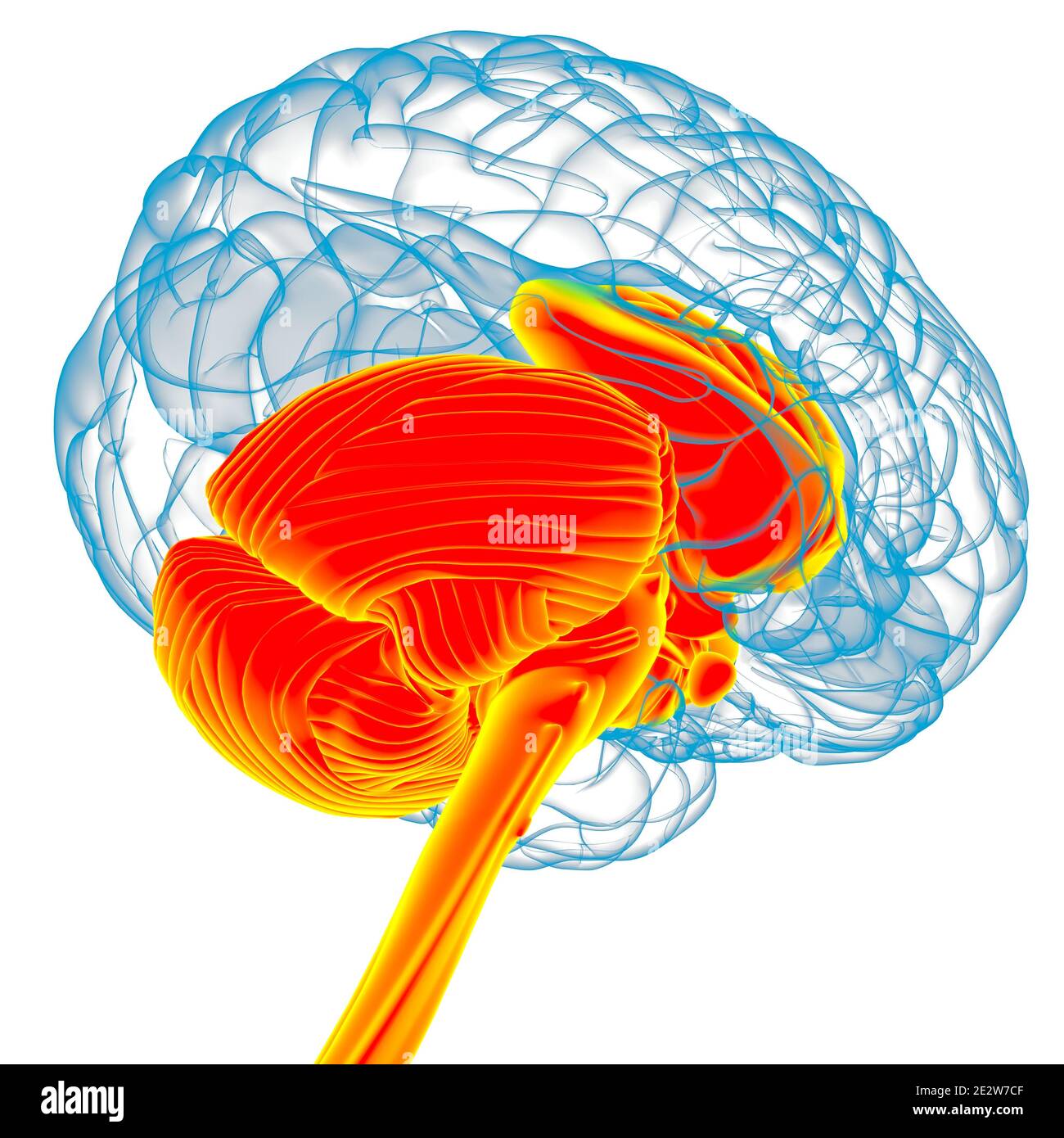 Human Brain inner parts Anatomy For Medical Concept 3D Illustration ...