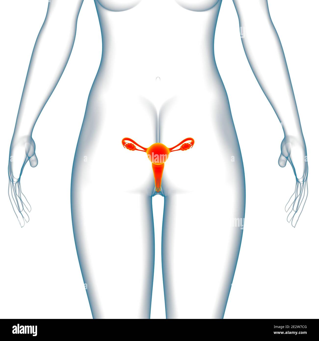 Female Reproductive System Anatomy For Medical Concept 3d Illustration