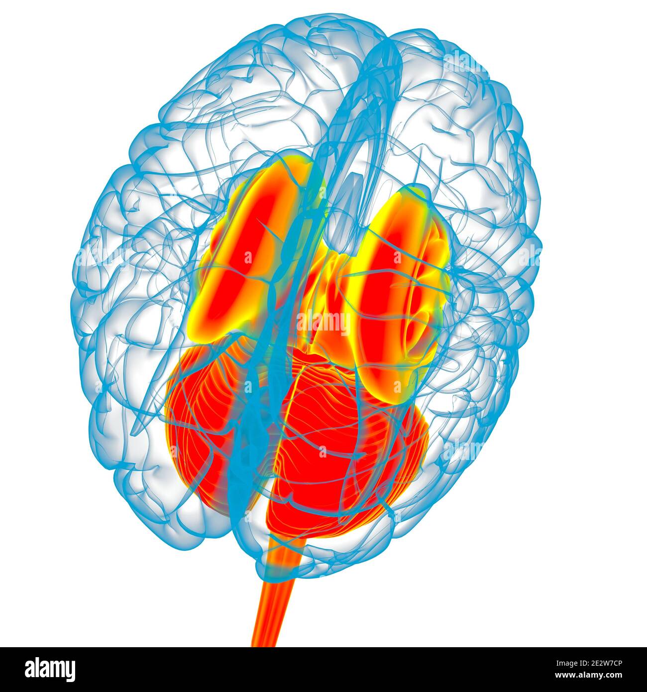 Human Brain inner parts Anatomy For Medical Concept 3D Illustration ...