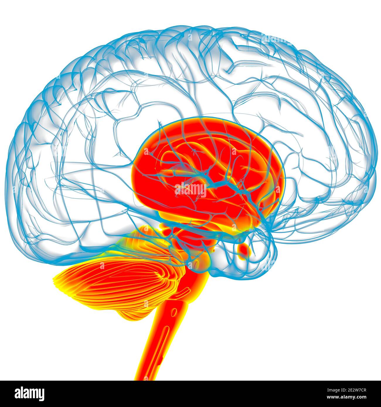Human liver scan Cut Out Stock Images & Pictures - Alamy
