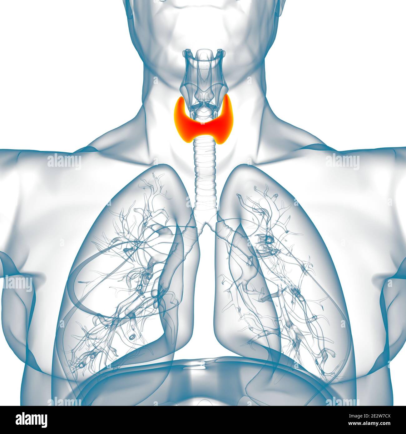 Thyroid Gland Anatomy Model
