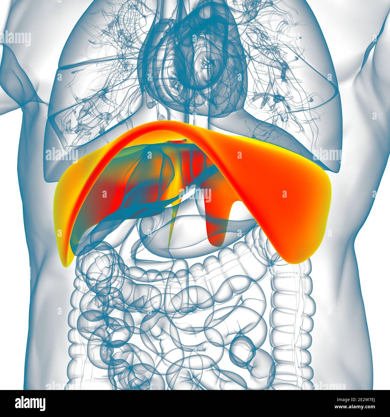 Diaphragm Human Respiratory System Anatomy For Medical Concept 3D ...