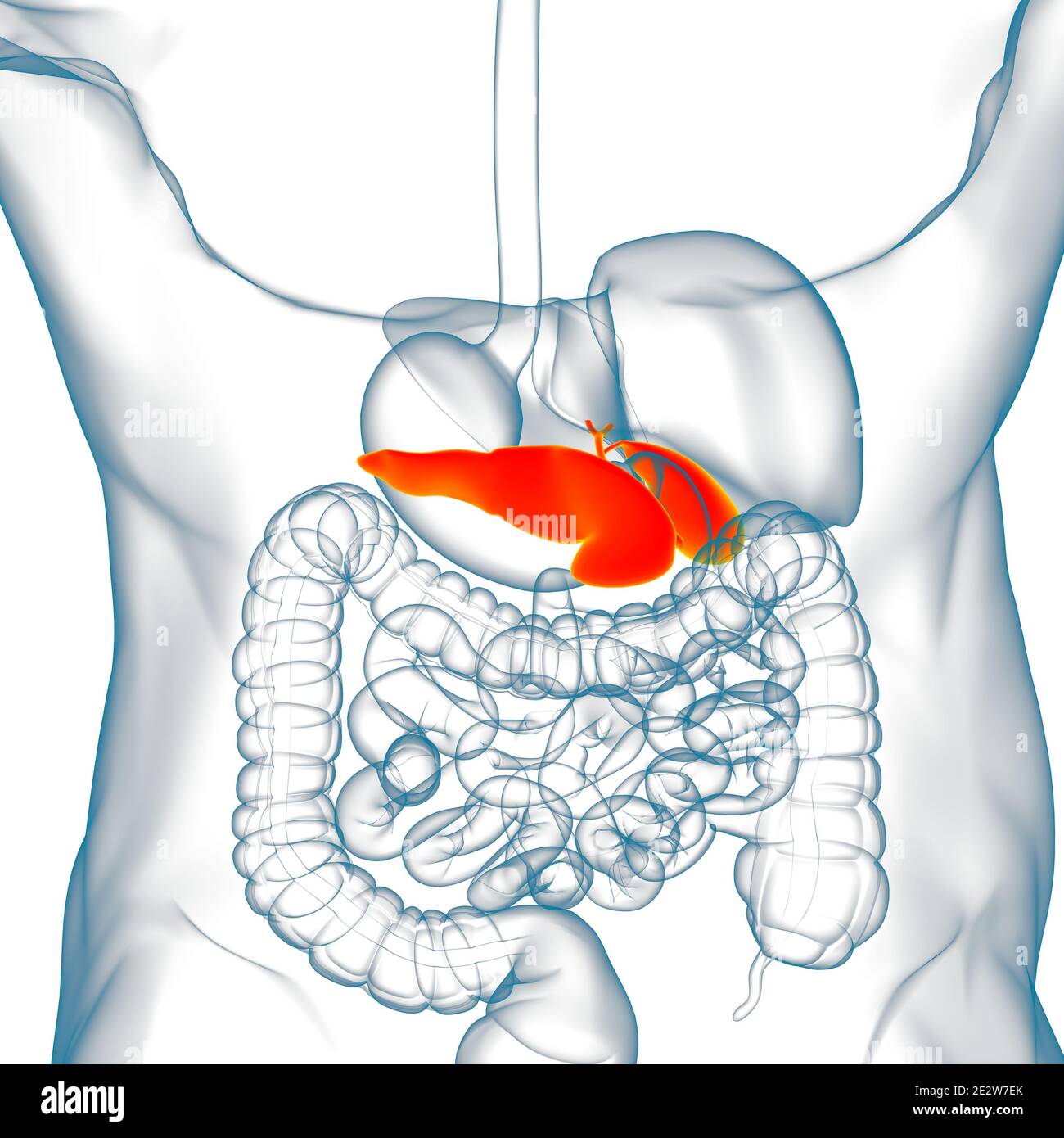 pancreas Human Digestive System Anatomy For Medical Concept 3D ...