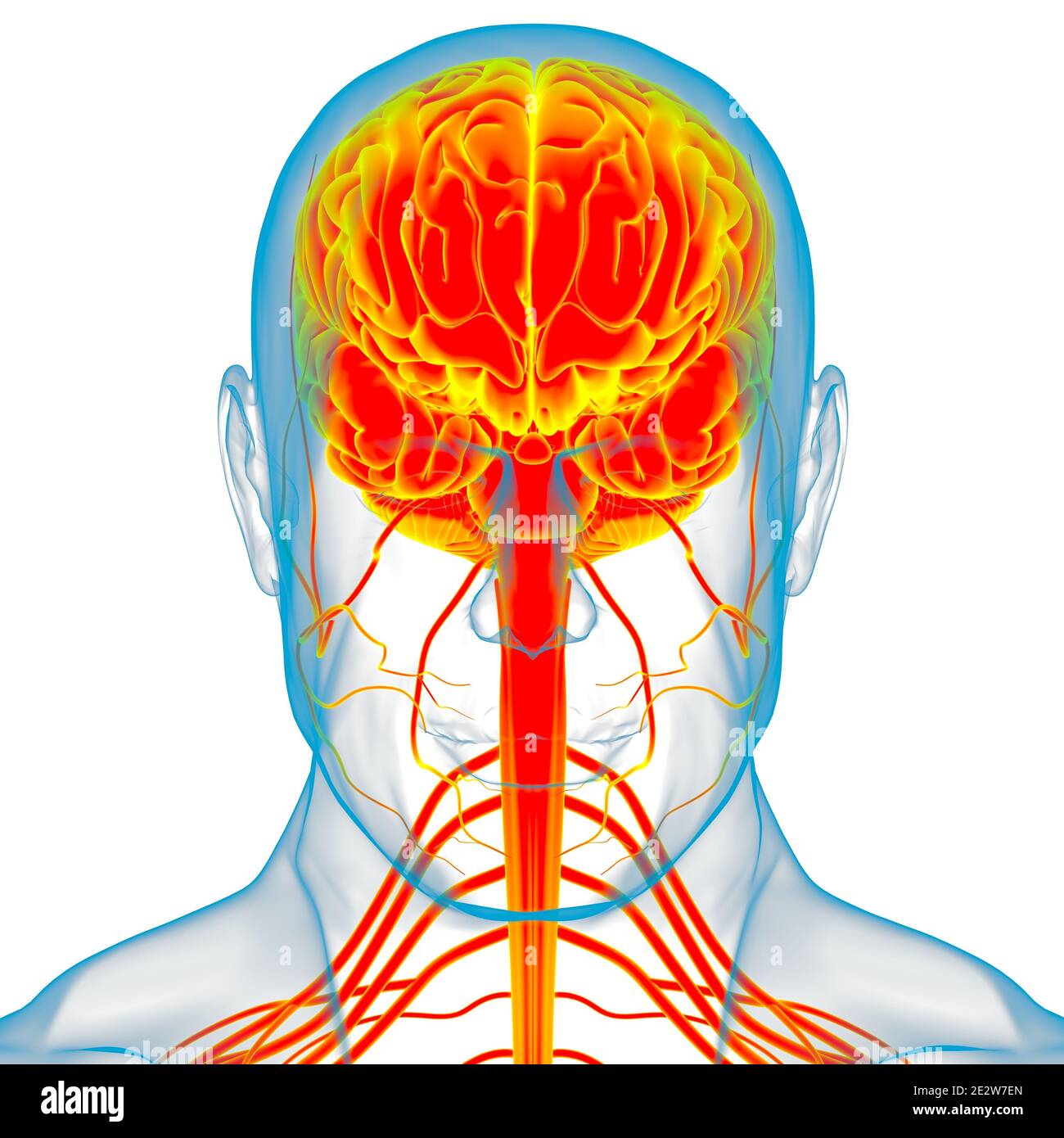 Human Brain Anatomy For Medical Concept 3D Illustration Stock Photo - Alamy