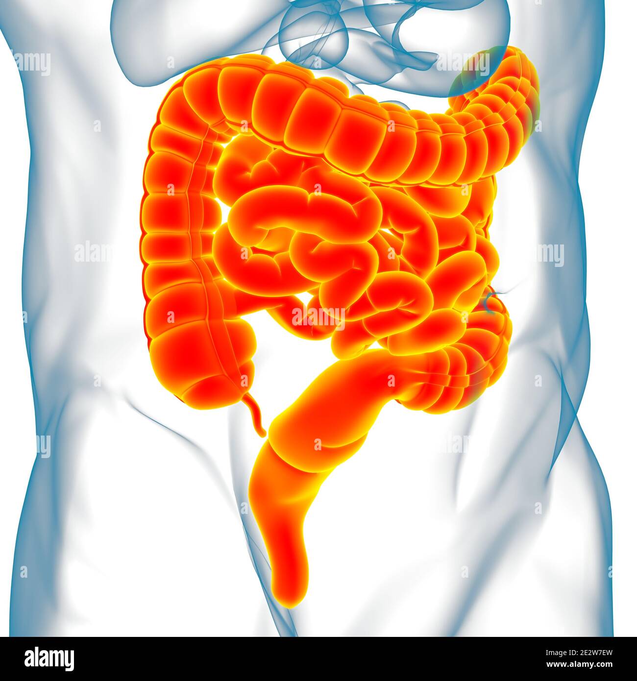 Small and Large Intestine 3D Illustration Human Digestive System ...
