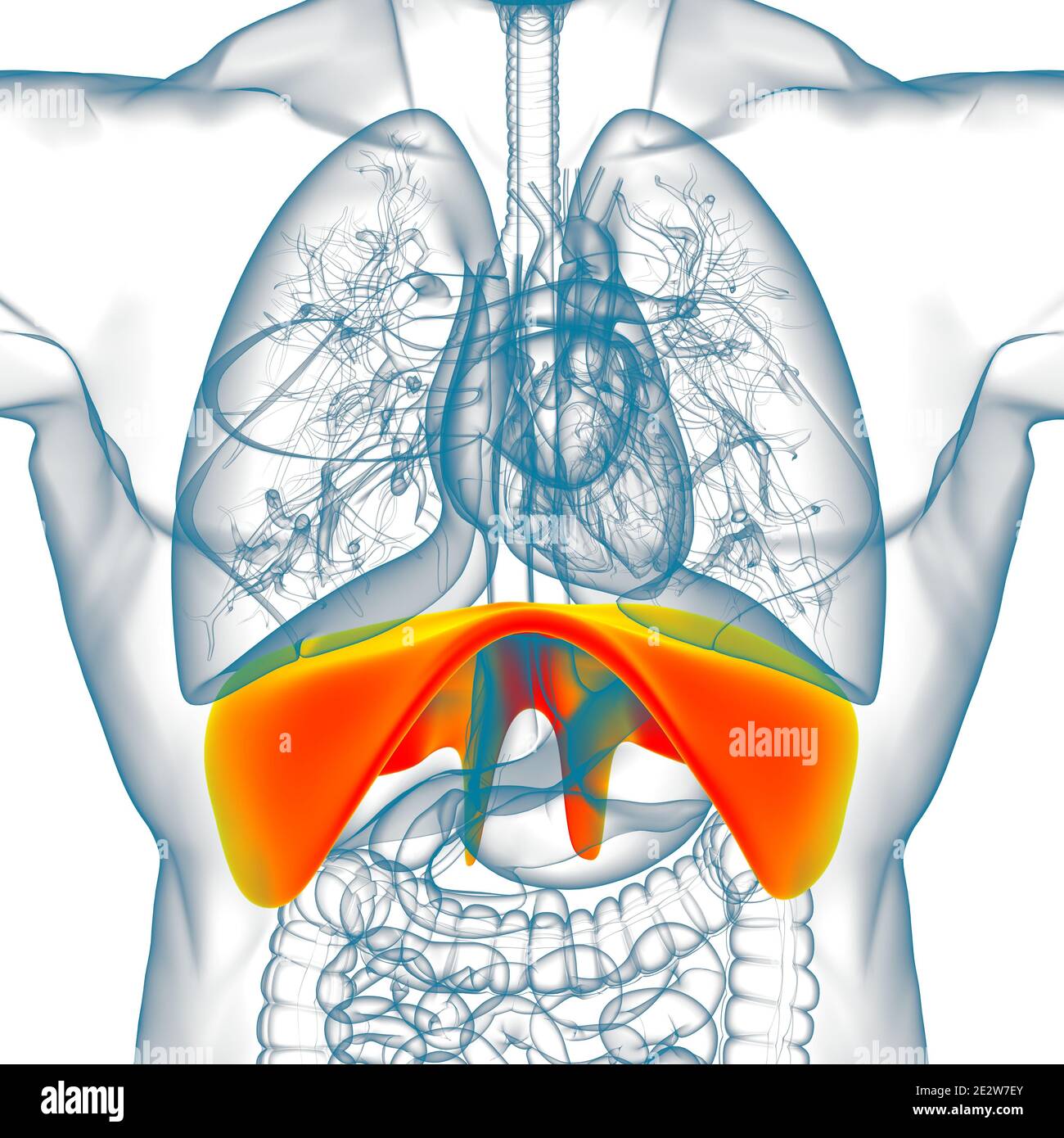Liver Diaphragm Respiratory System