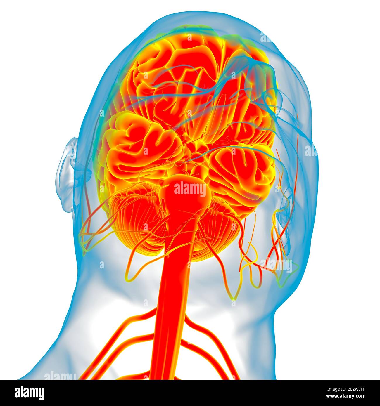 Human Brain Anatomy For Medical Concept 3D Illustration Stock Photo - Alamy
