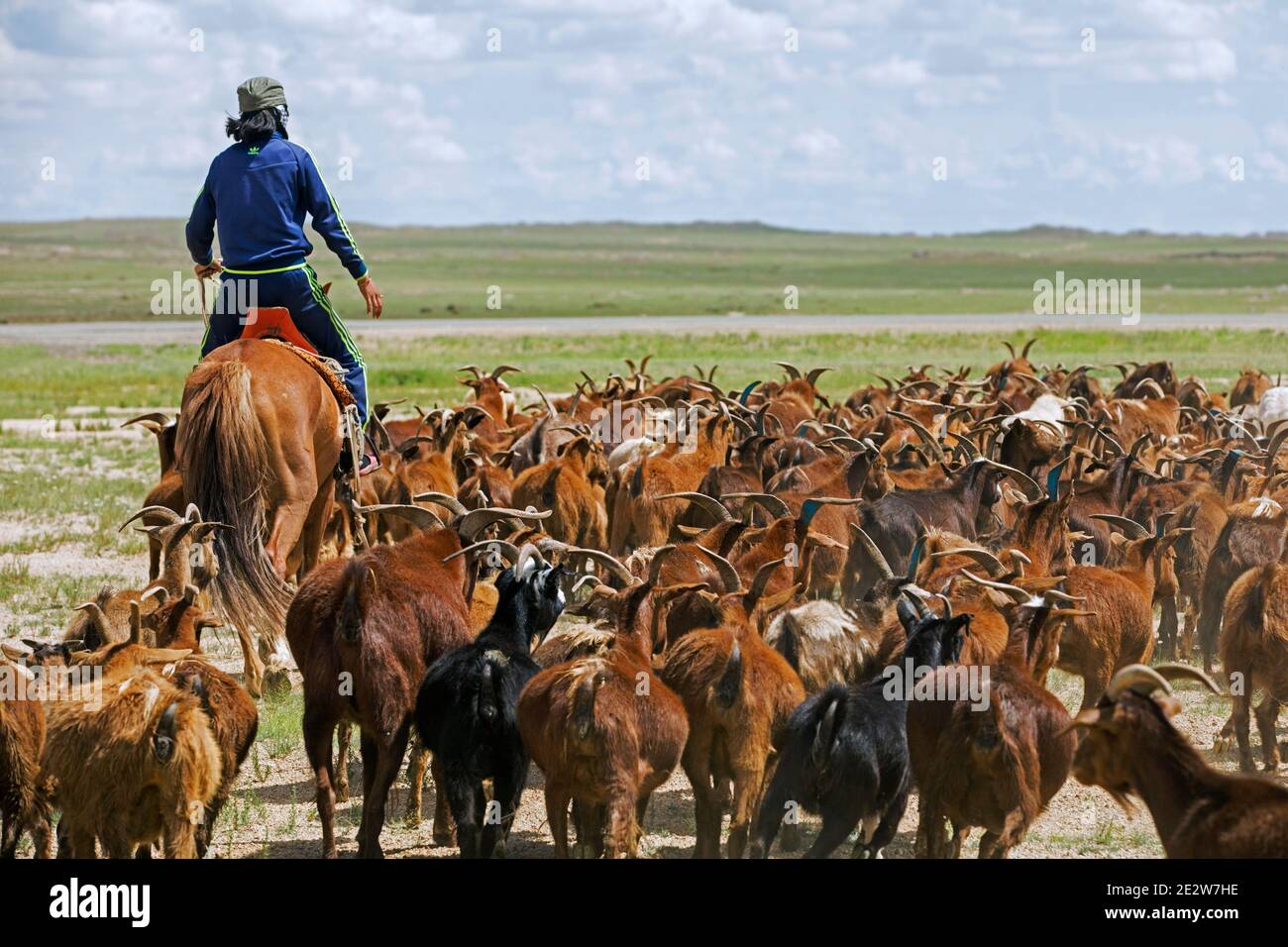 Livestock herding herder herd goats goatherd goat animals animal hi-res ...