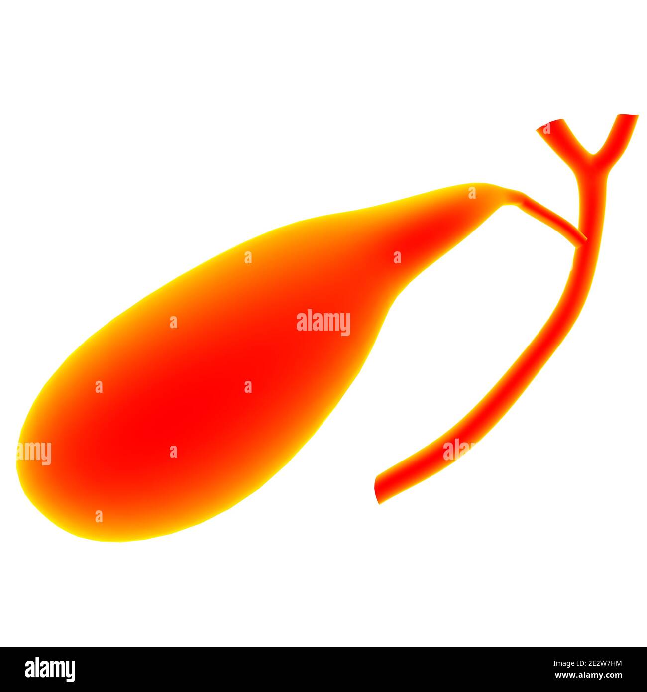 Gall Bladder Human Digestive System Anatomy For Medical Concept 3D ...