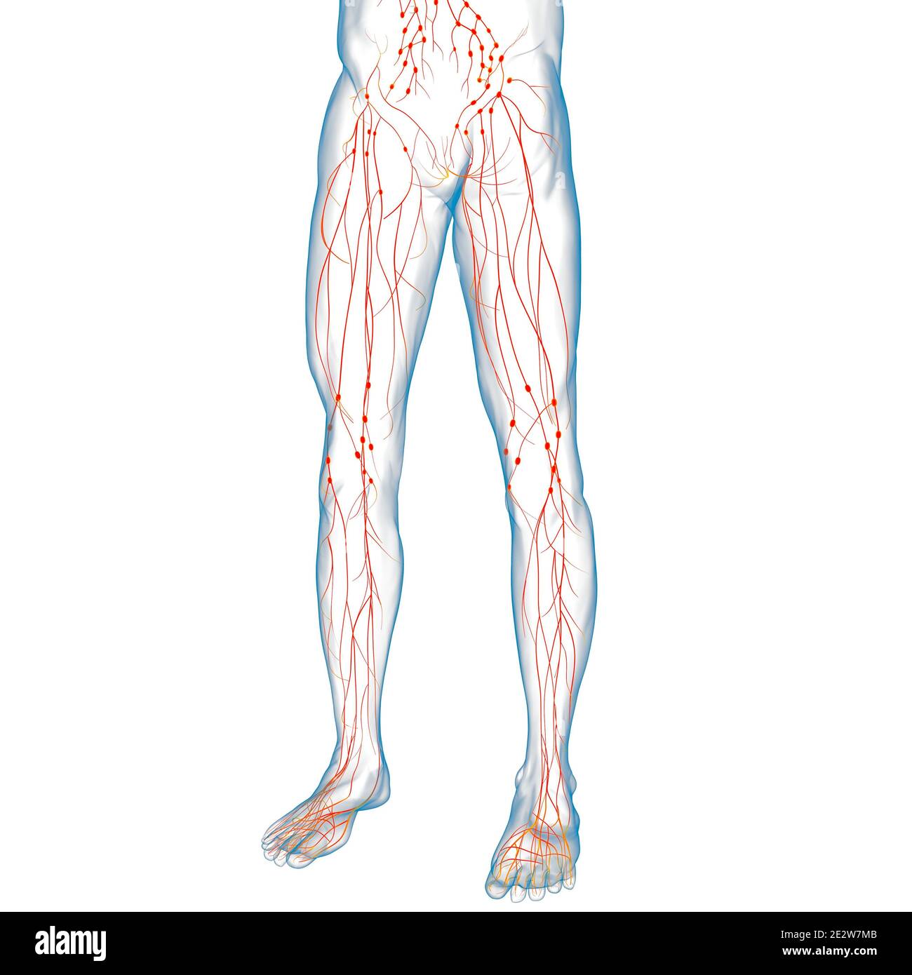Human Lymph Nodes Anatomy For Medical Concept 3D Illustration Stock ...
