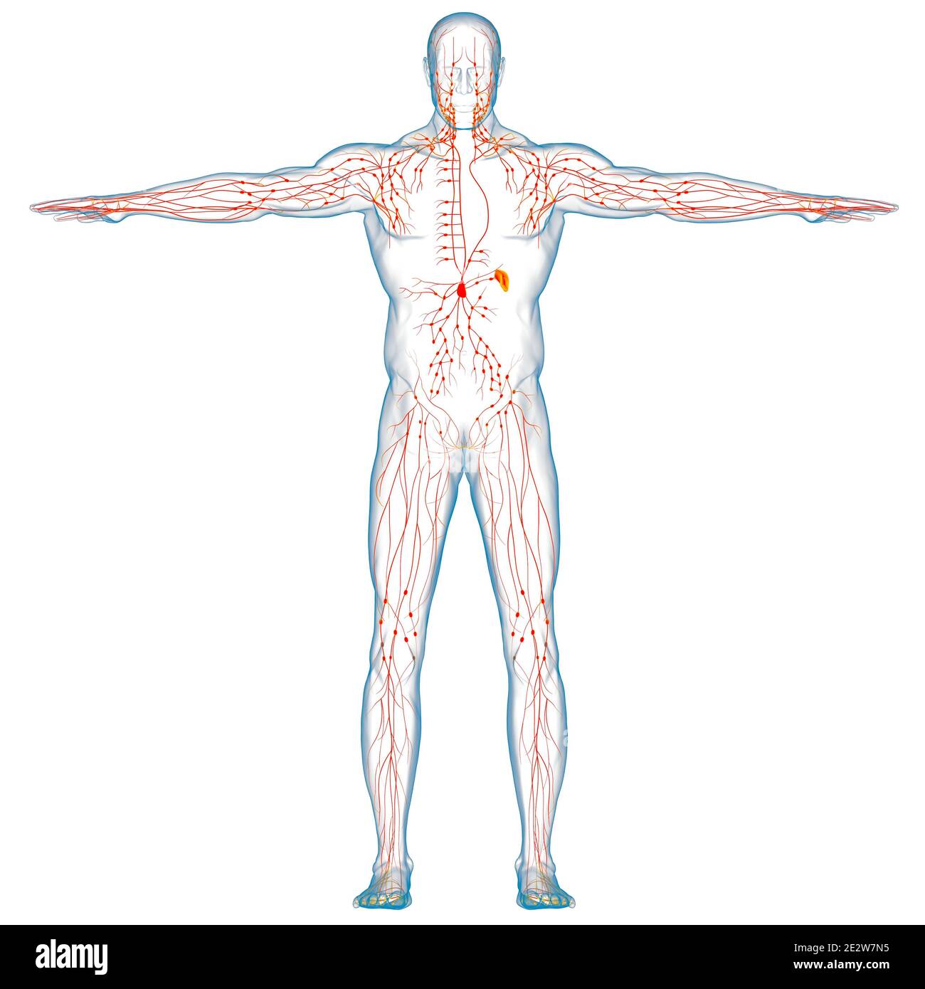 Human Lymph Nodes Anatomy For Medical Concept 3D Illustration Stock ...