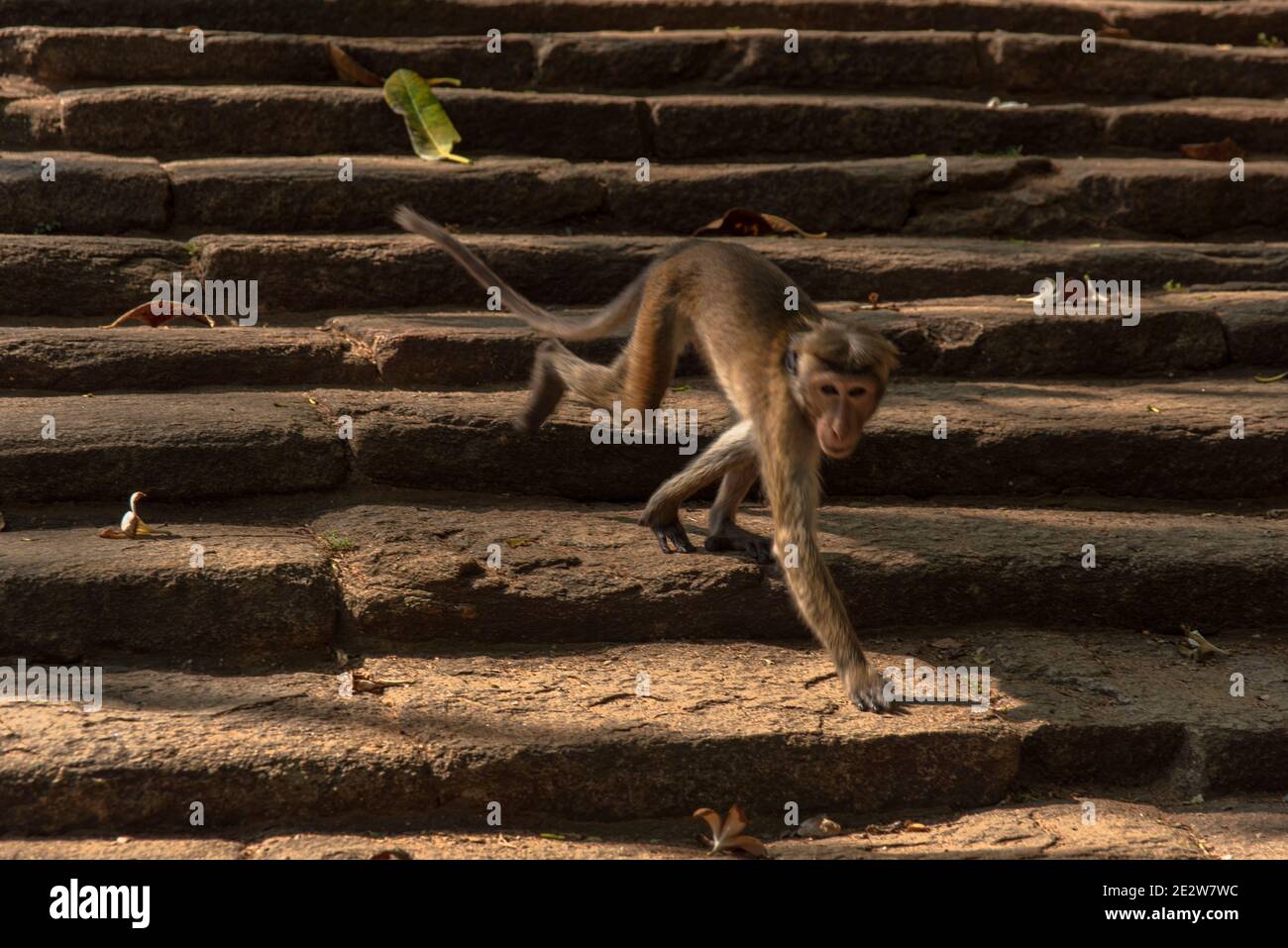 Monkey walking hi-res stock photography and images - Alamy