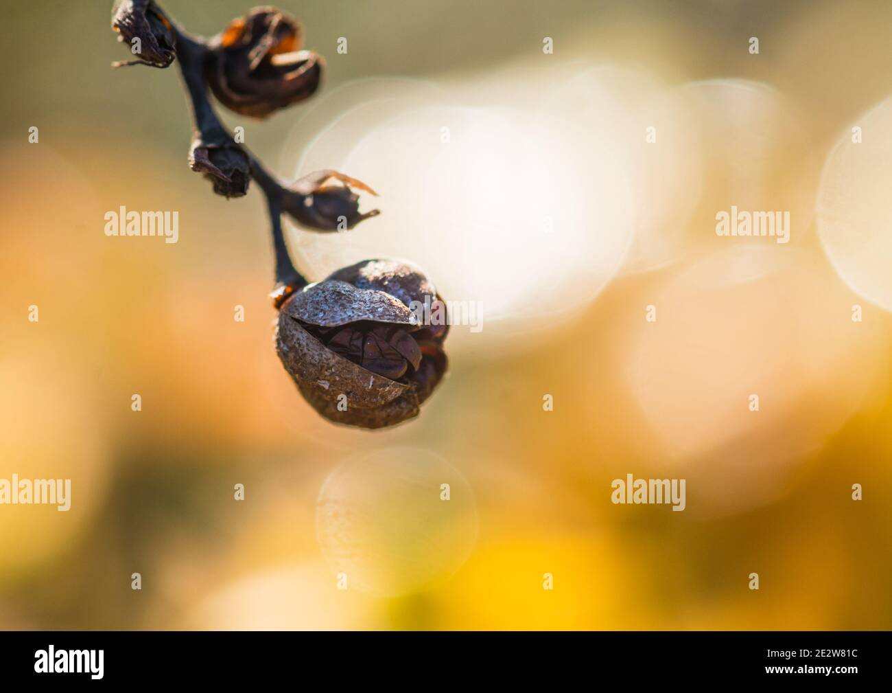 Crocosmia lucifer seed pod hi-res stock photography and images - Alamy