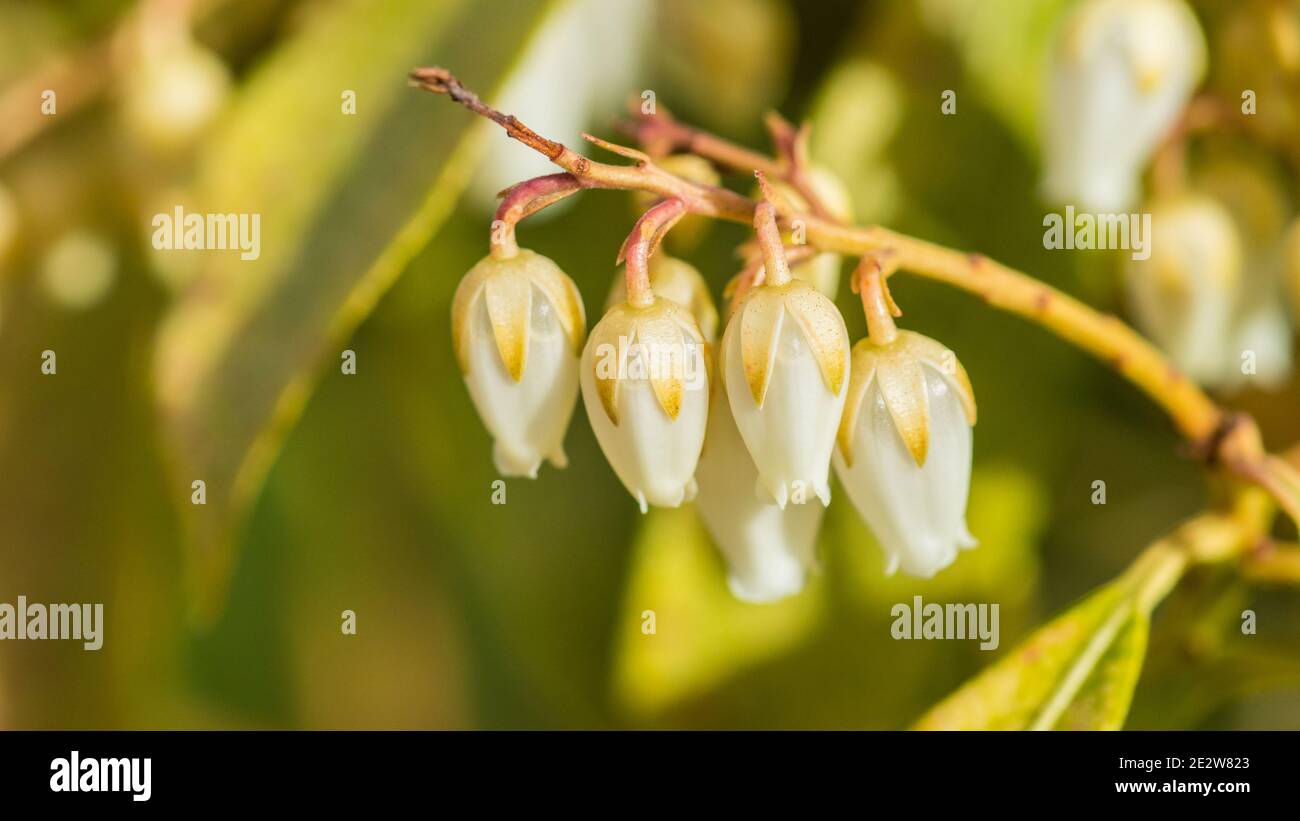 A macro shot of the tiny blooms of a forest flame bush Stock Photo - Alamy