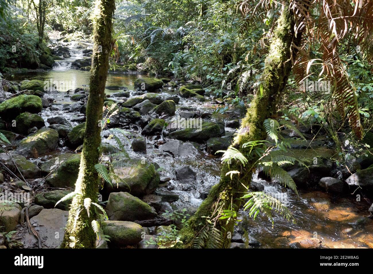 Guatemala, Central America: river in the jungle Stock Photo - Alamy