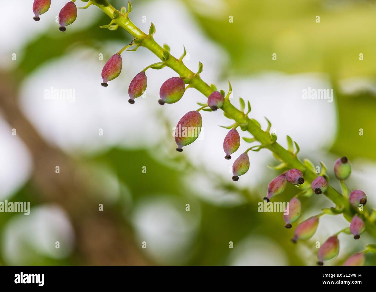 Mahonia Japonica Berries High Resolution Stock Photography and Images ...