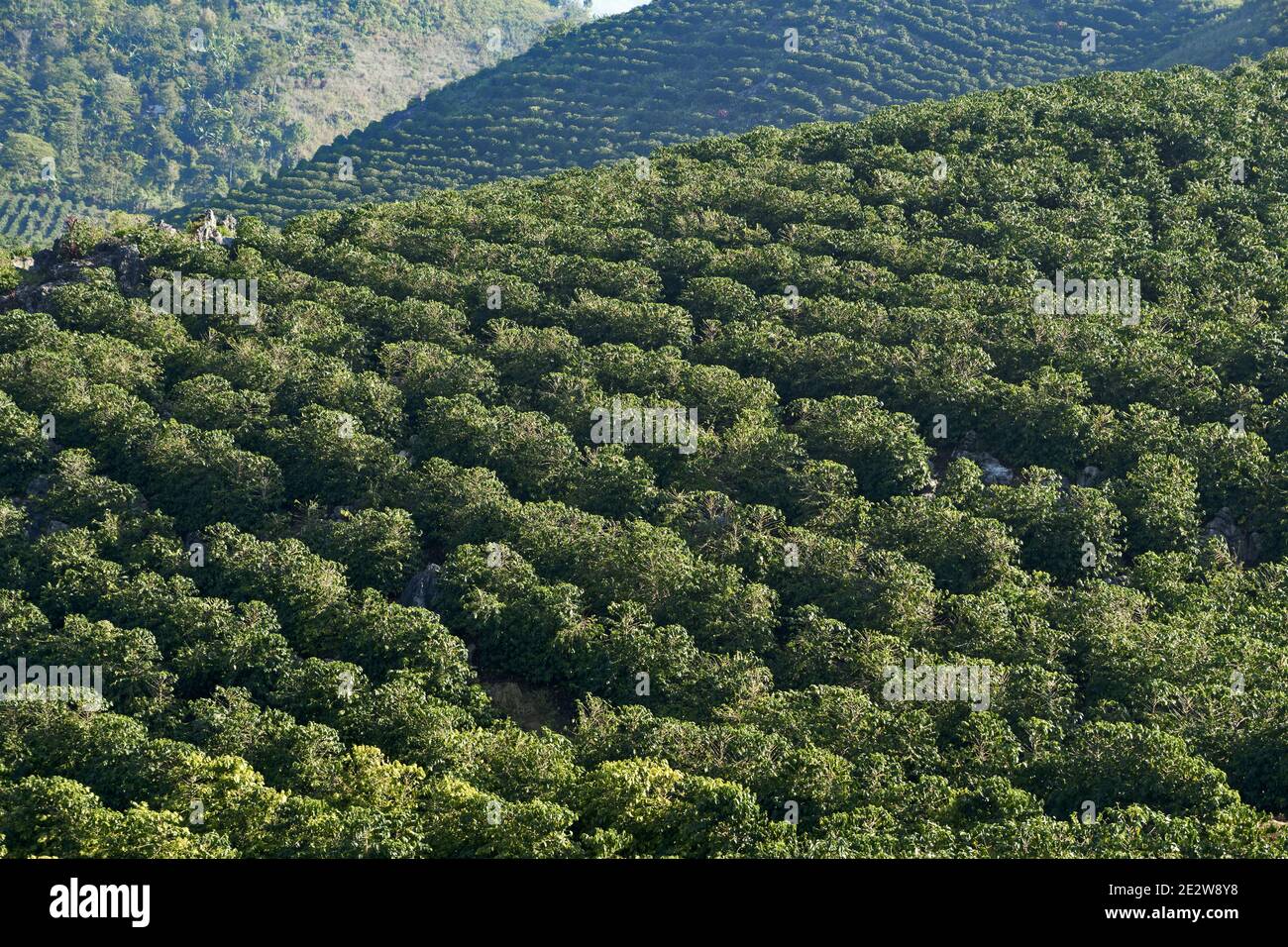 Coffee farm guatemala hi-res stock photography and images - Alamy
