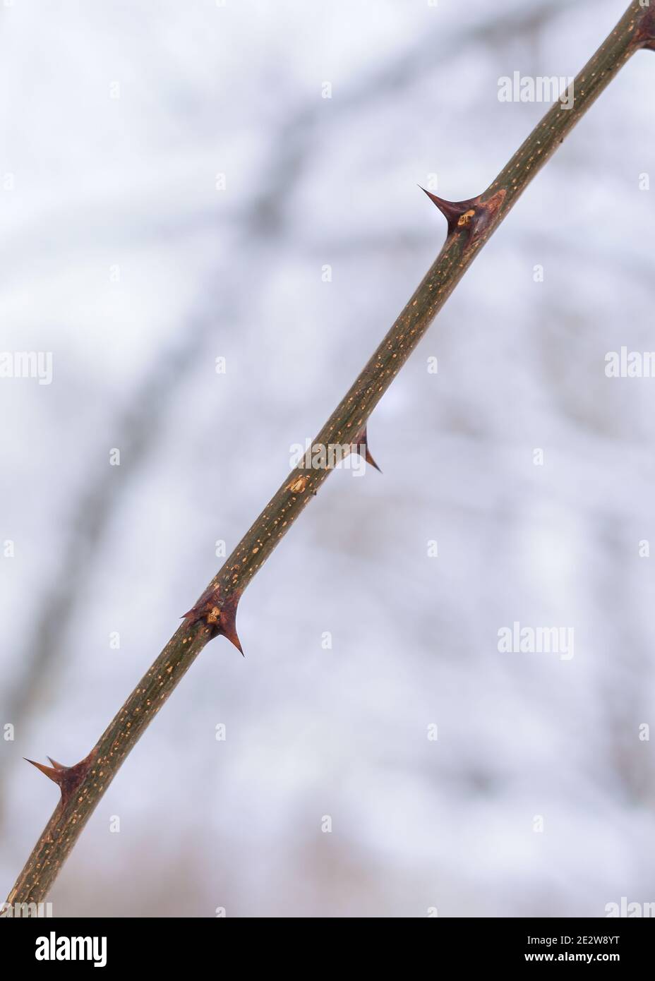 Locust branch with spikes on snowy winter background splitting frame in ...