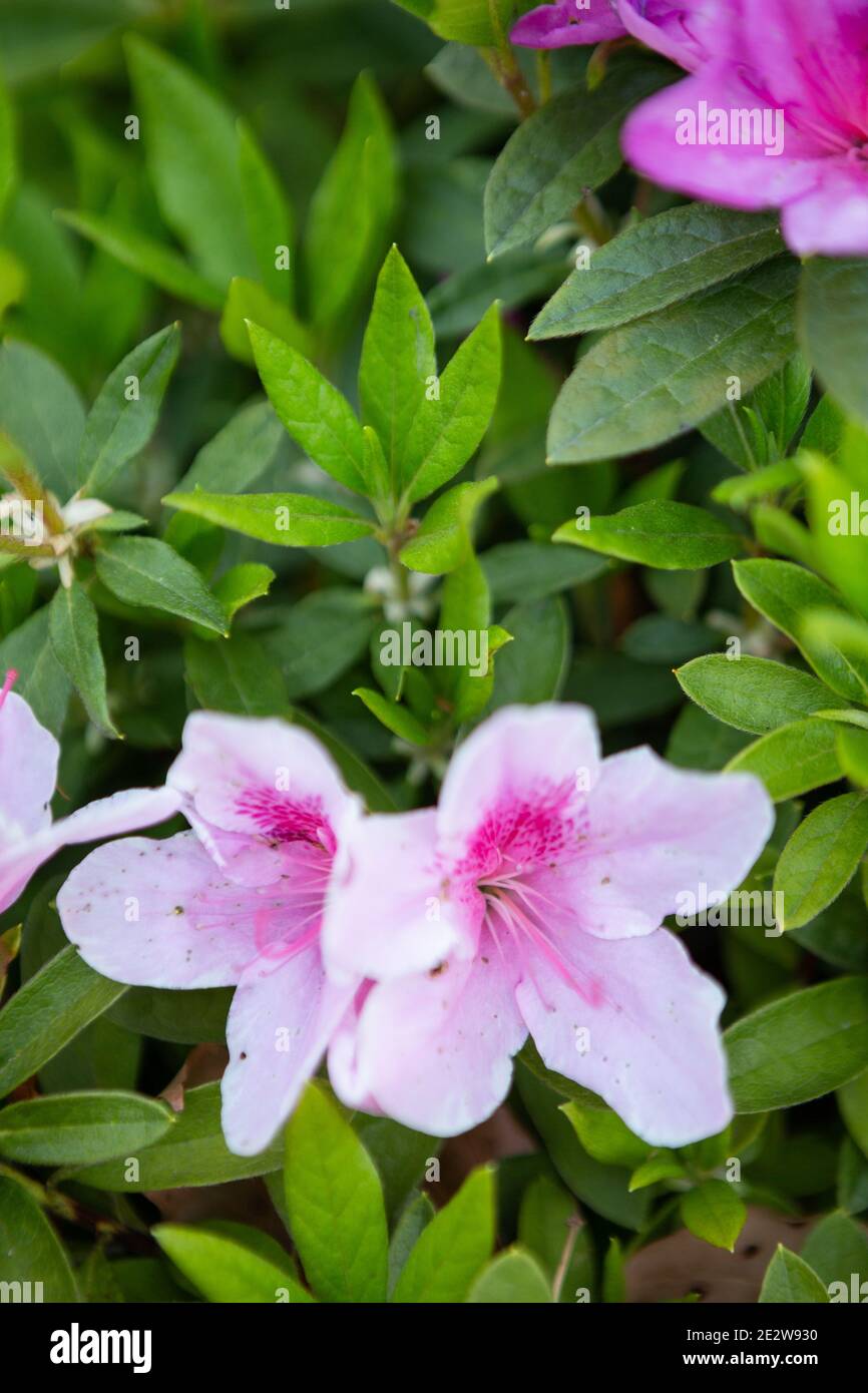 Pink flowers in Hiroshima, Japan Stock Photo - Alamy