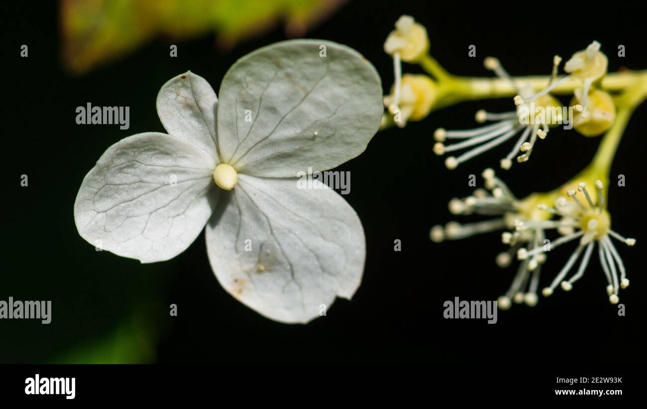 A climbing hydrangea hi-res stock photography and images - Alamy