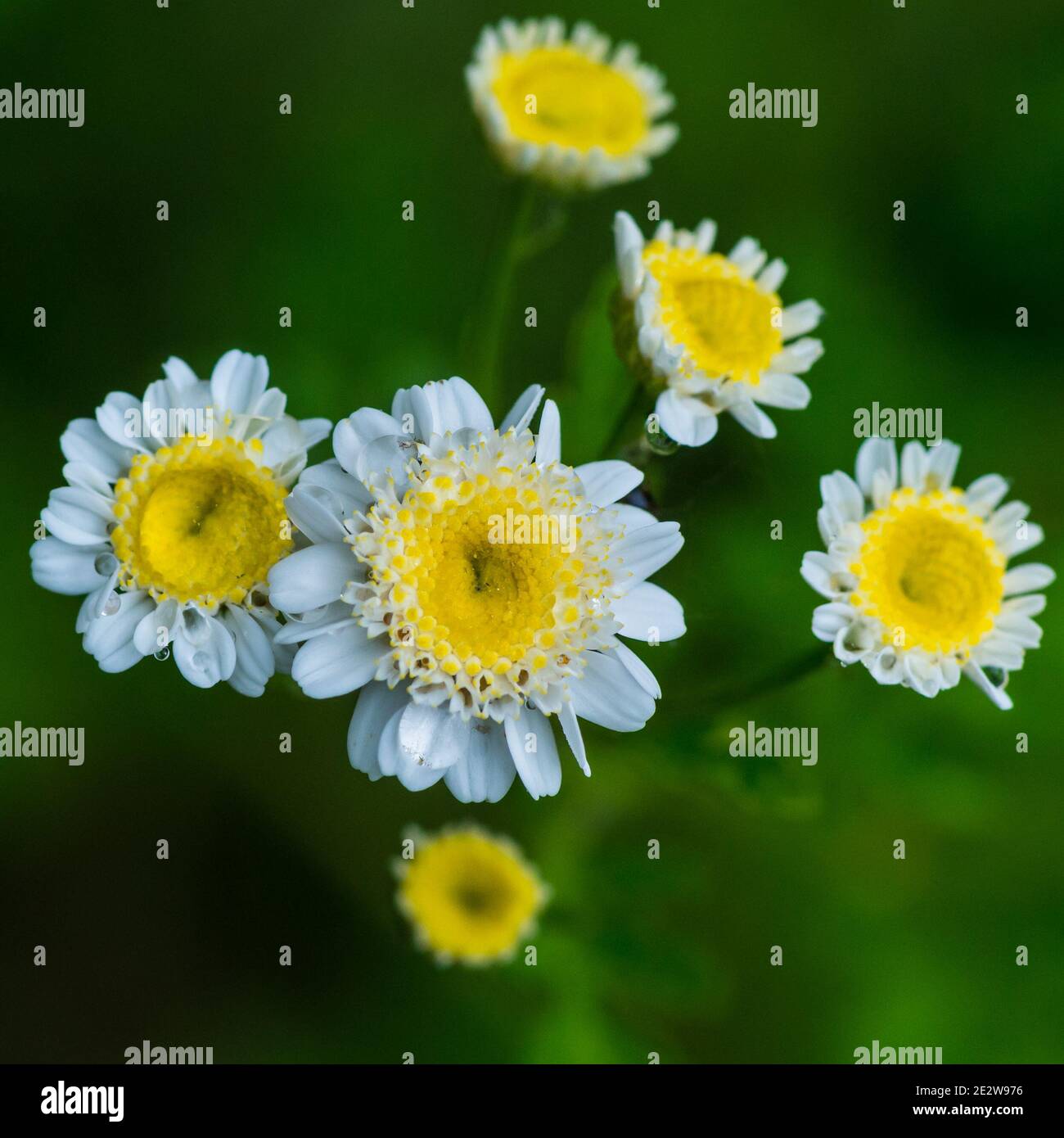 A macro shot of the white blooms of a feverfew plant Stock Photo - Alamy