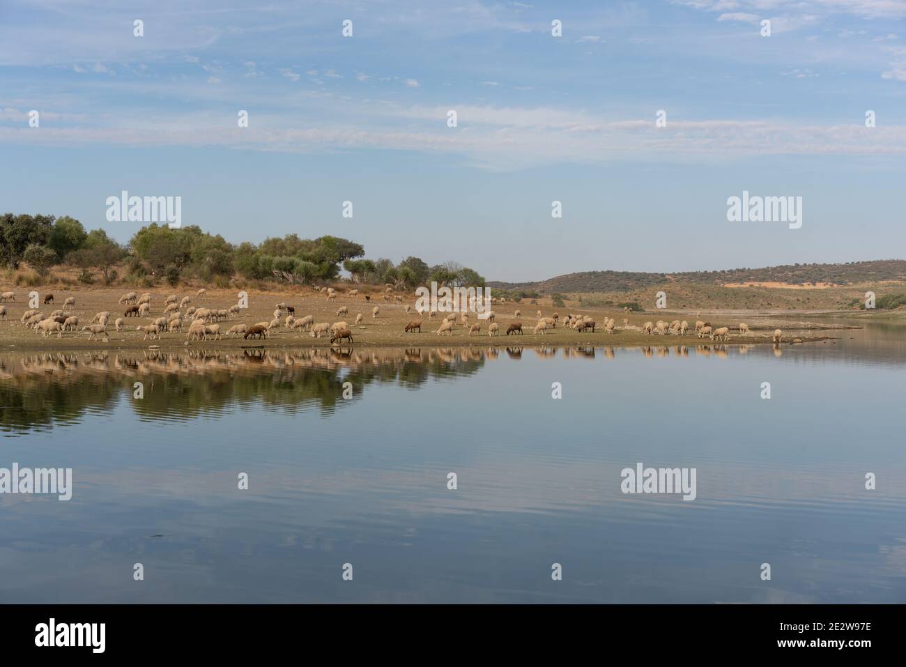 Sheeps on an Alentejo dry landscape with dam lake reservoir and ...