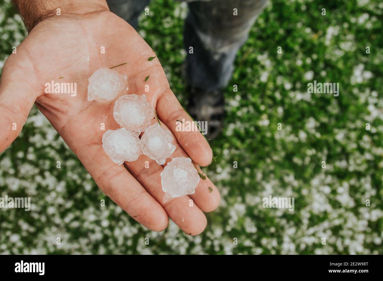Large hail in human hands on the green grass background Stock Photo - Alamy