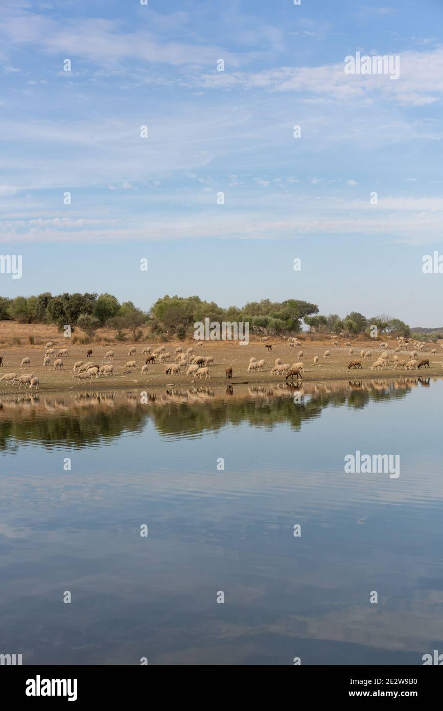 Sheeps on an Alentejo dry landscape with dam lake reservoir and ...