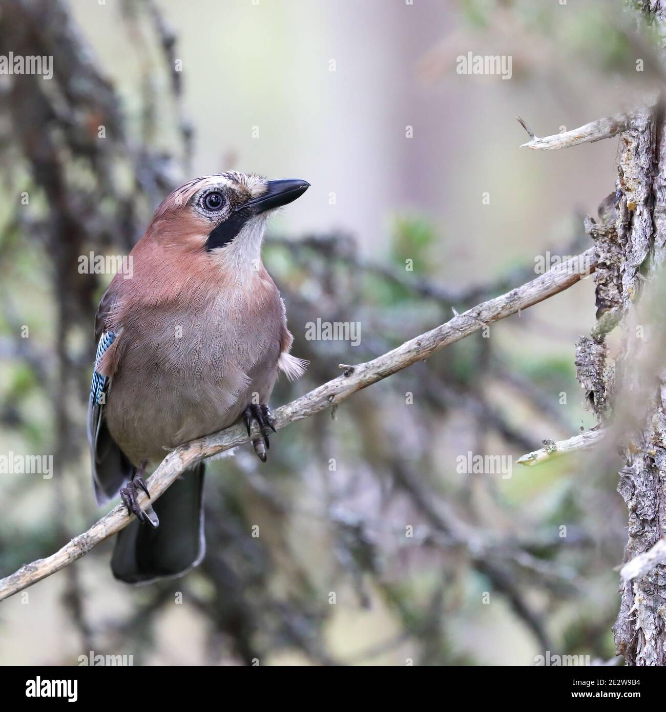 Lapland wing hi-res stock photography and images - Alamy