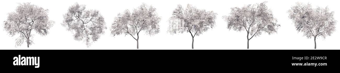 Set or collection of drawings of Alder trees isolated on white ...