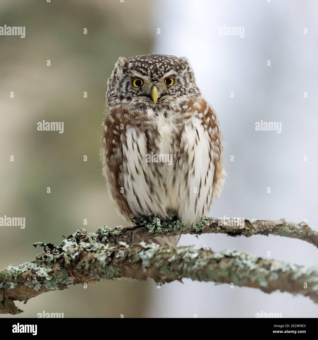 Eurasian Pygmy Owl Stock Photo - Alamy
