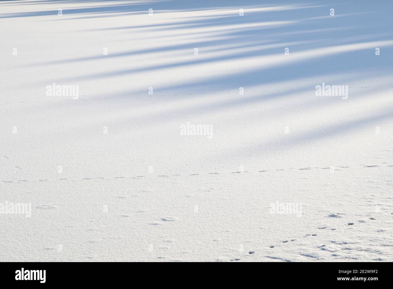 white sunny snow background with blue shadows Stock Photo - Alamy