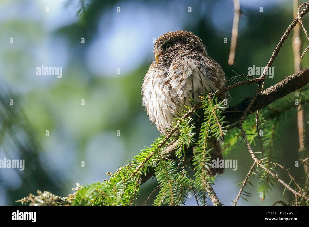 Eurasian Pygmy Owl Stock Photo - Alamy