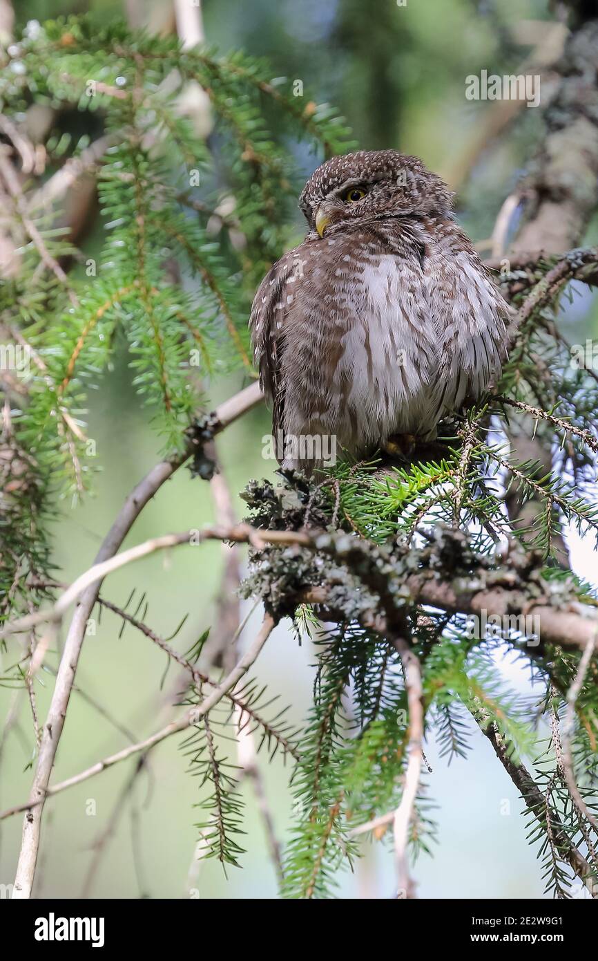 Eurasian Pygmy Owl Stock Photo - Alamy