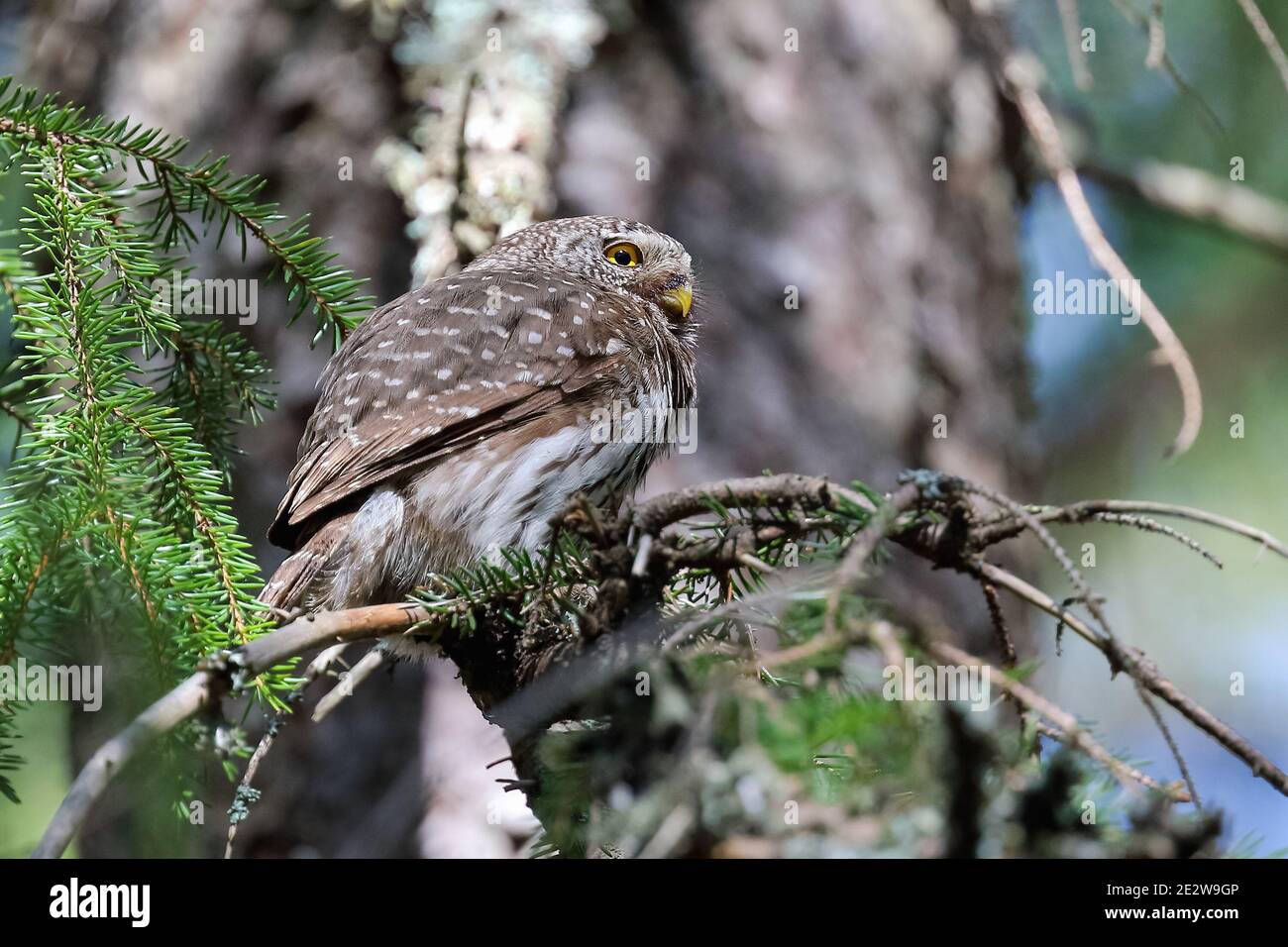 Eurasian Pygmy Owl Stock Photo - Alamy