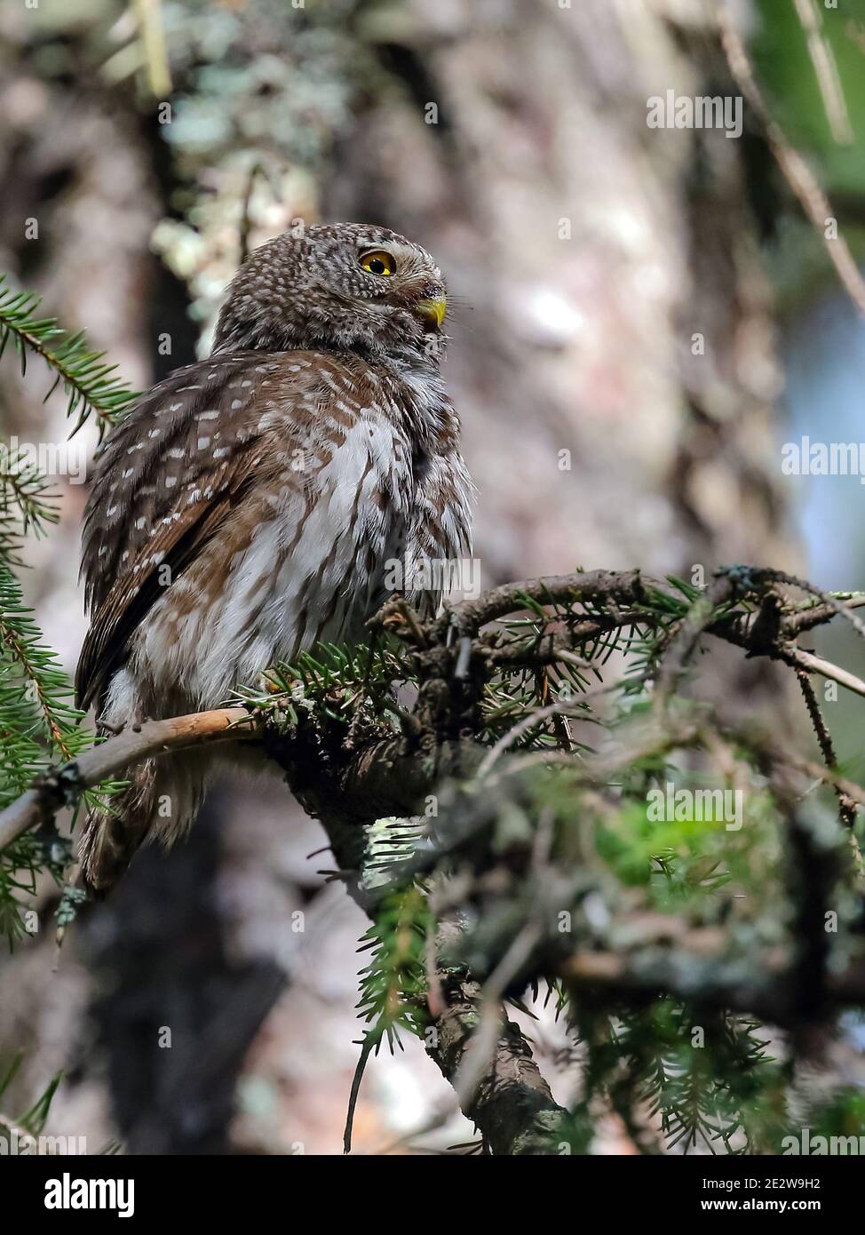 Eurasian Pygmy Owl Stock Photo - Alamy