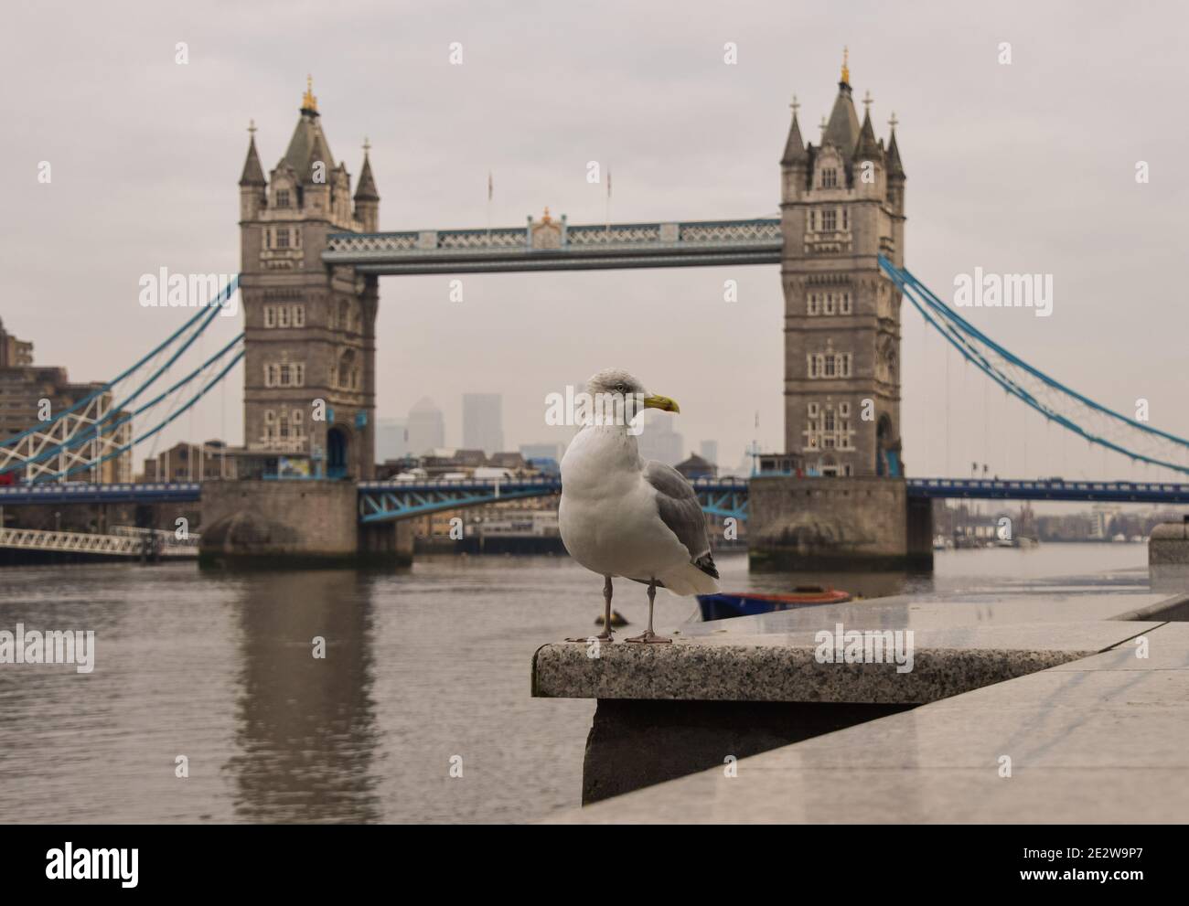 A seagull poses for a photo next to Tower Bridge, London Stock Photo ...
