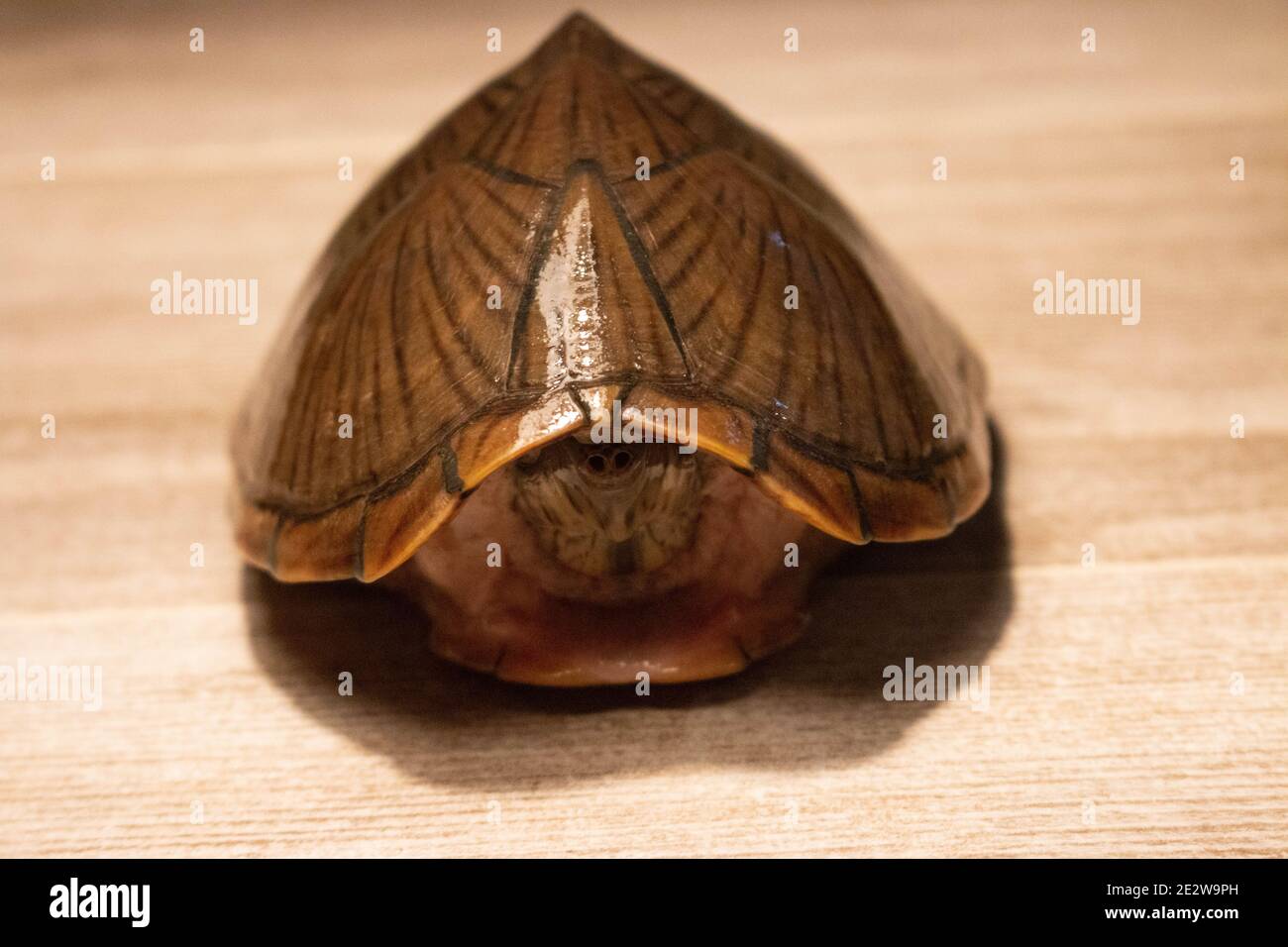 an adult female razorback musk turtle Stock Photo - Alamy