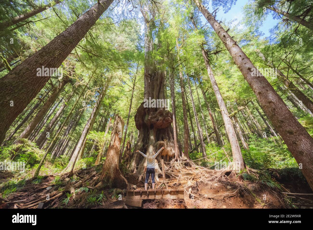 A young woman explores the ancient old growth forest Upper Avatar Grove ...