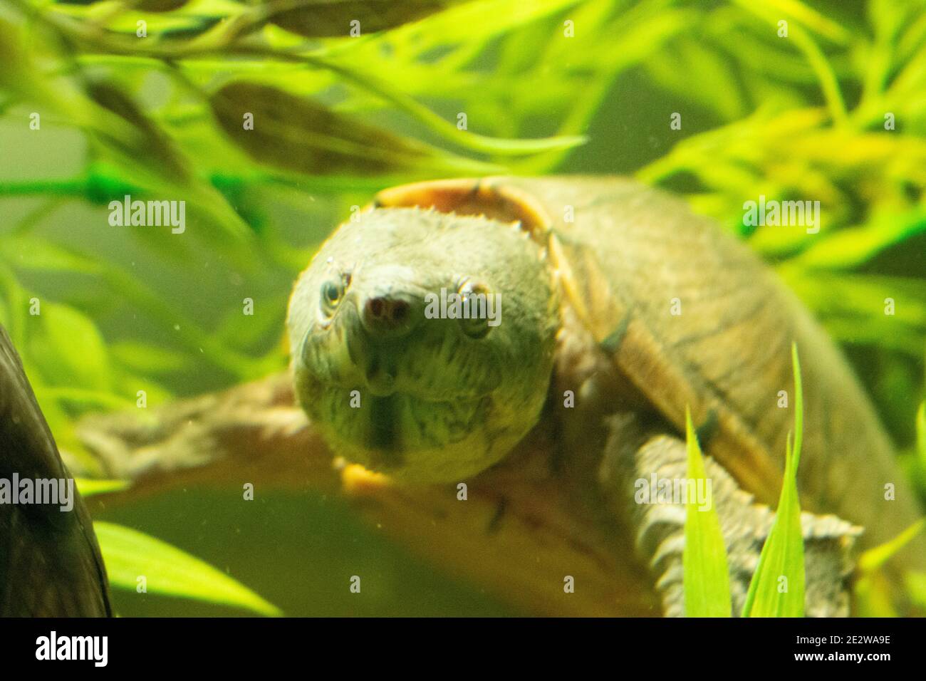 Razorback musk turtle hi-res stock photography and images - Alamy