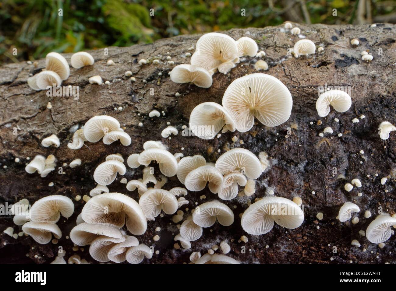 White fungus growing on log hi-res stock photography and images - Alamy