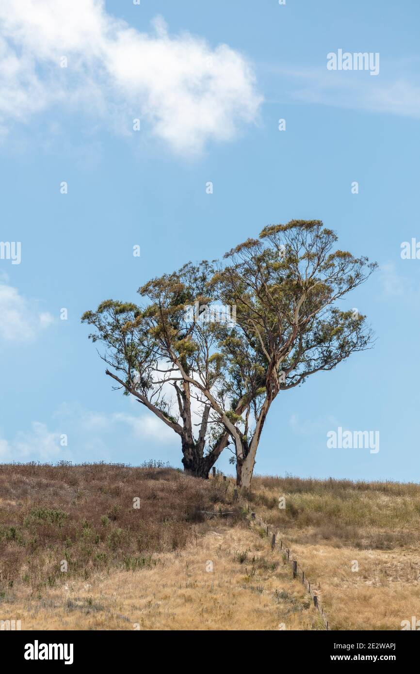 A large gum tree standing on a dry hill near a fence line Stock Photo ...